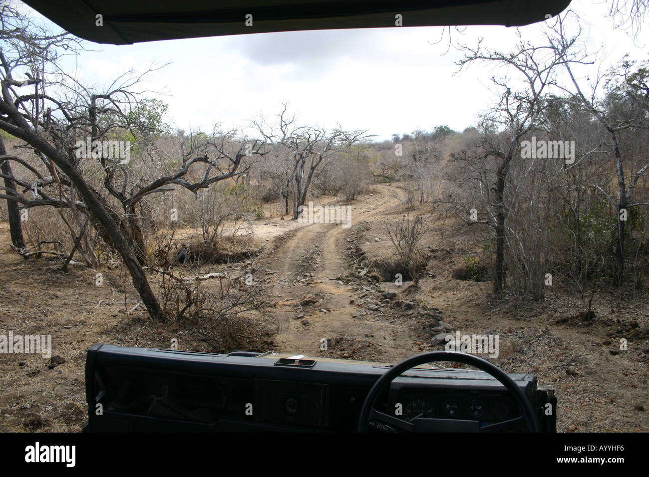 BUSH TRACK in Selous Reserve, Tanzania Stock Photo - Alamy
