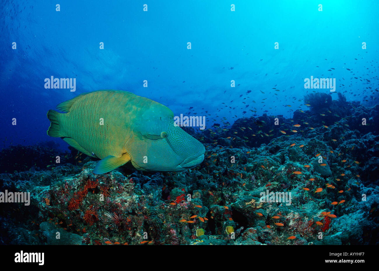 Humpback wrasse Cheilinus undulatus Maldives Islands Indian ocean Ari Atol Atoll Stock Photo - Alamy
