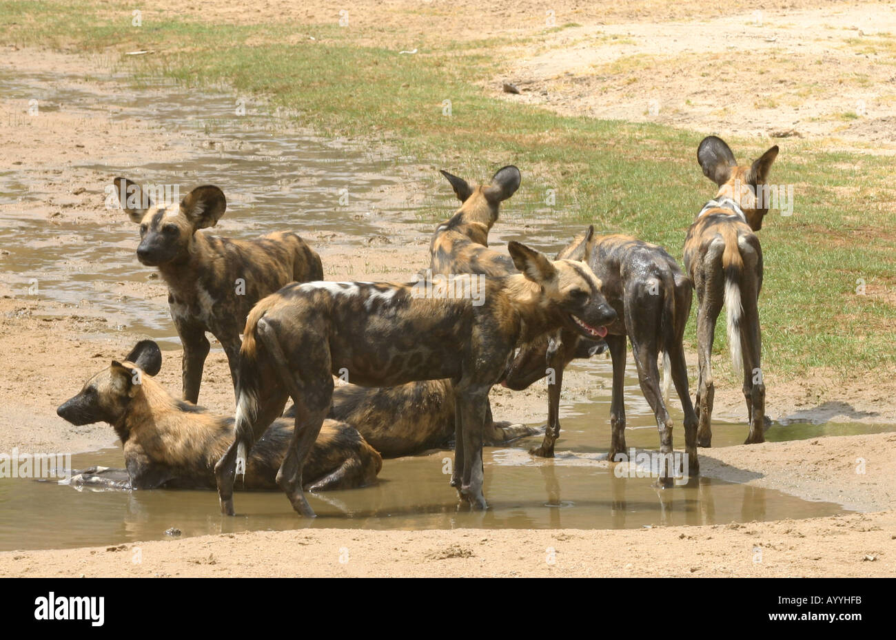 African hunting dogs tanzania hi-res stock photography and images - Alamy
