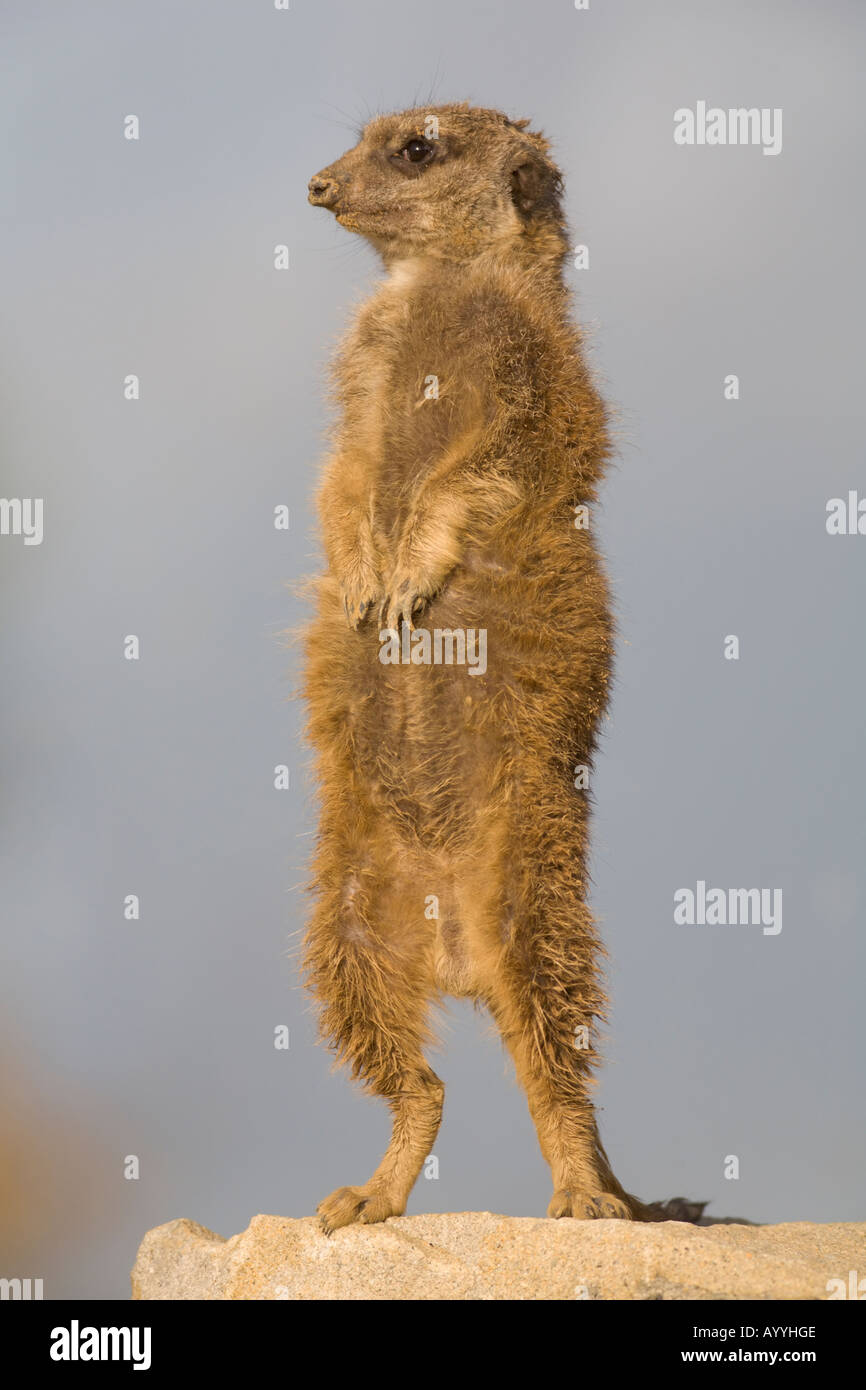 Meerkat watching for a danger hi-res stock photography and images - Alamy