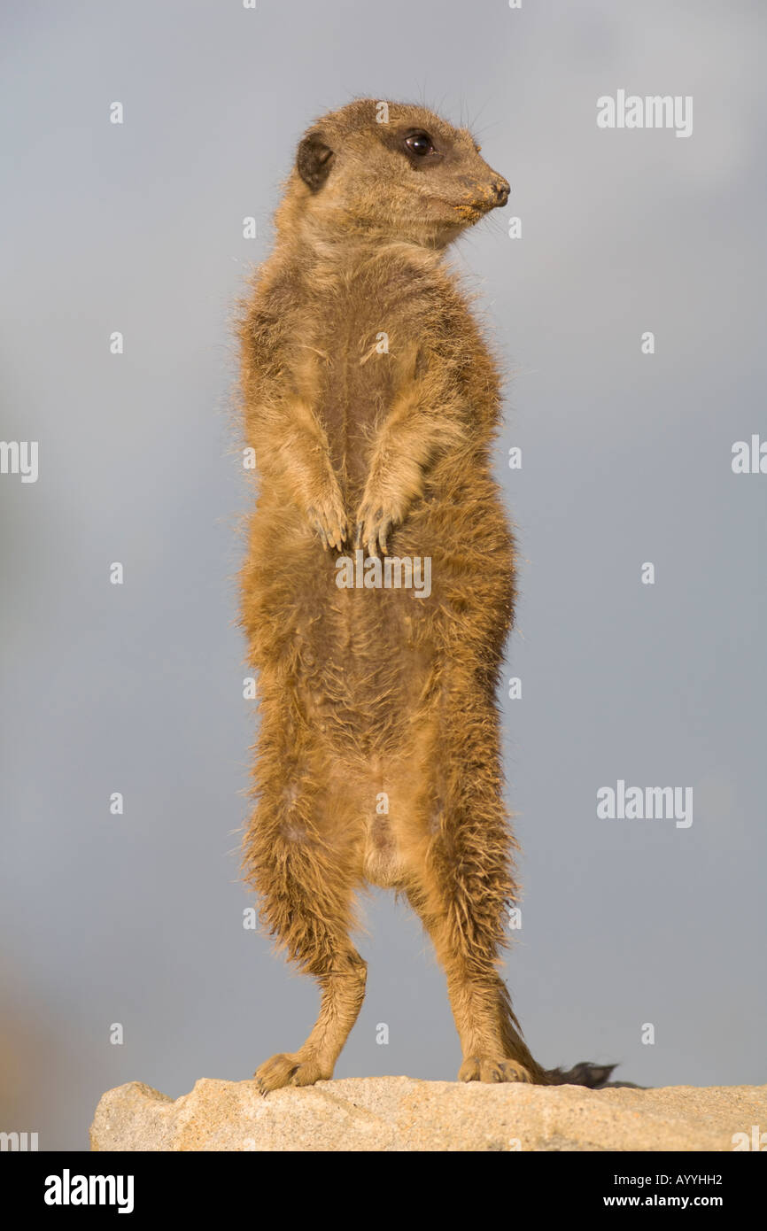 Meerkat stand out hi-res stock photography and images - Alamy