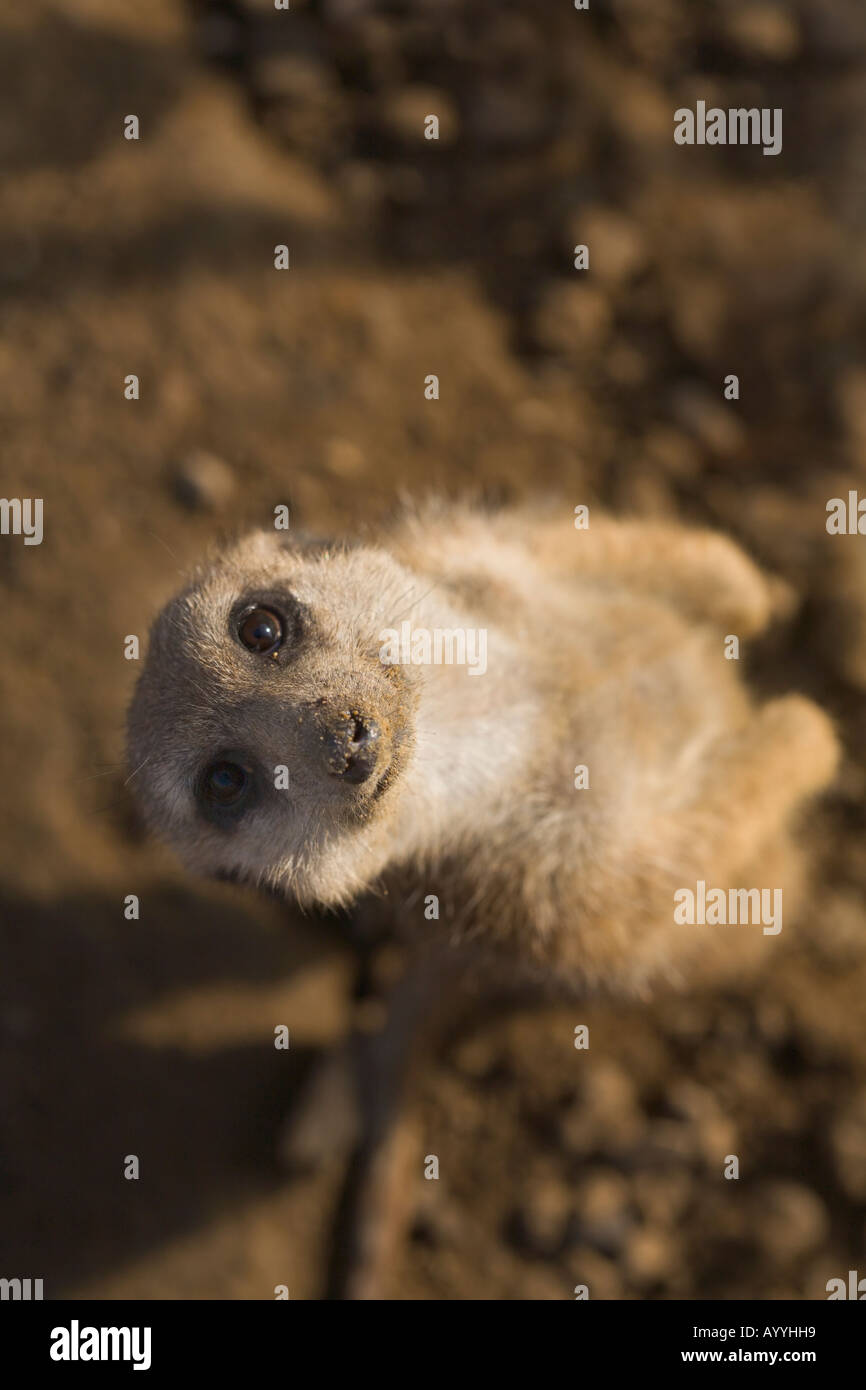 Meerkats keep a lookout hi-res stock photography and images - Alamy