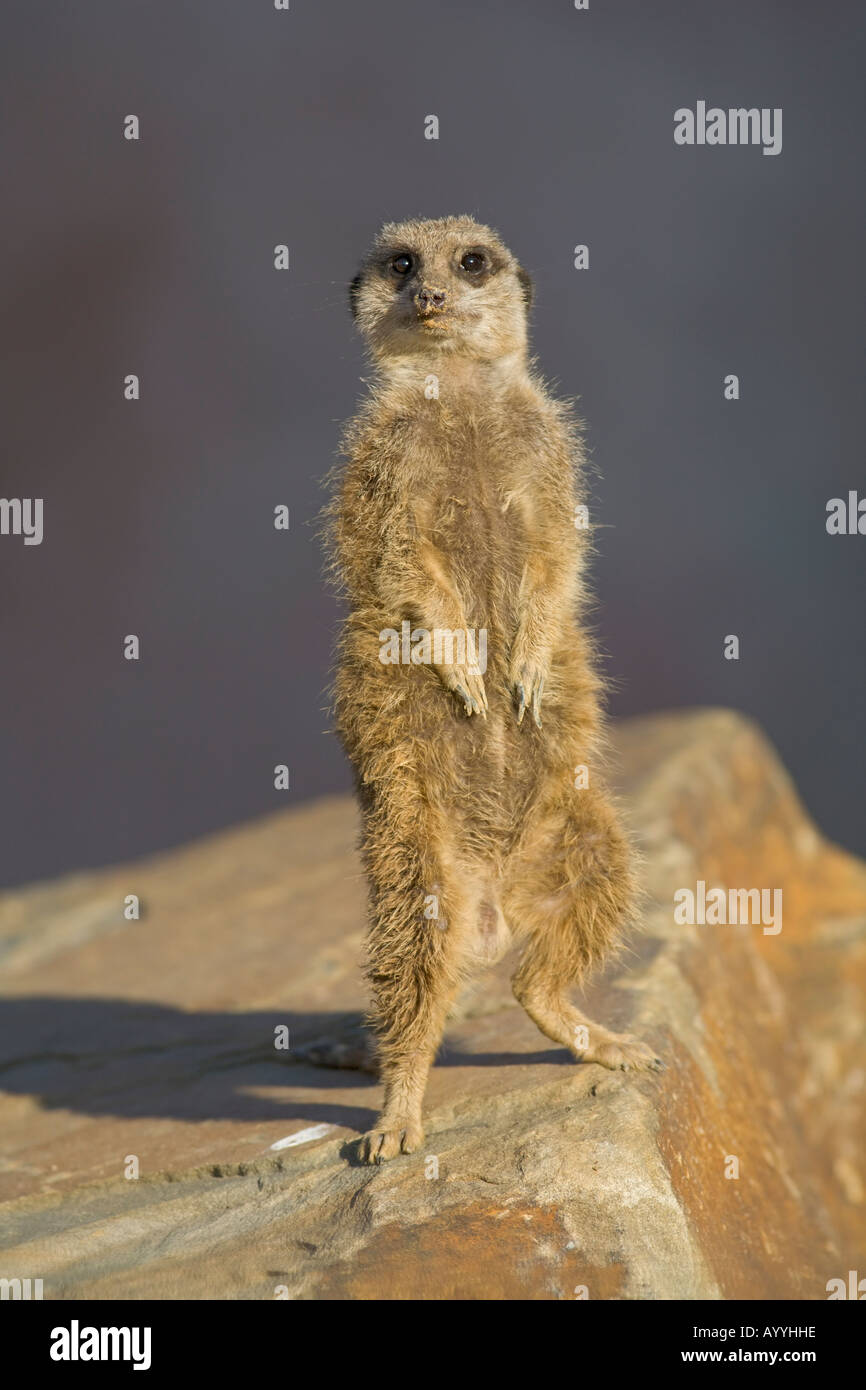 A meerkat (suricata suricatta) keeping watch Stock Photo - Alamy