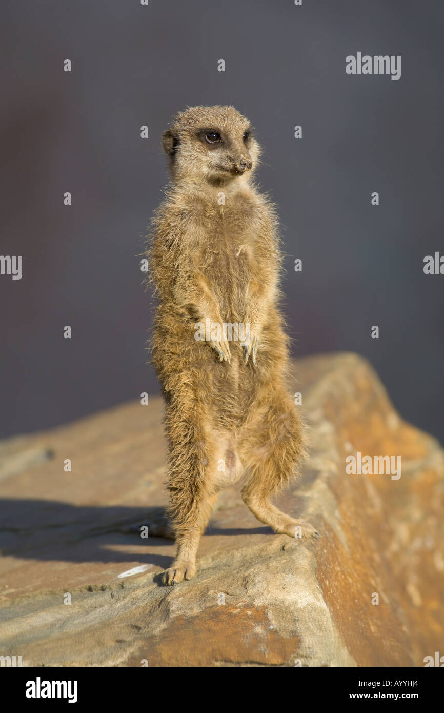 Meerkat stand out hi-res stock photography and images - Alamy