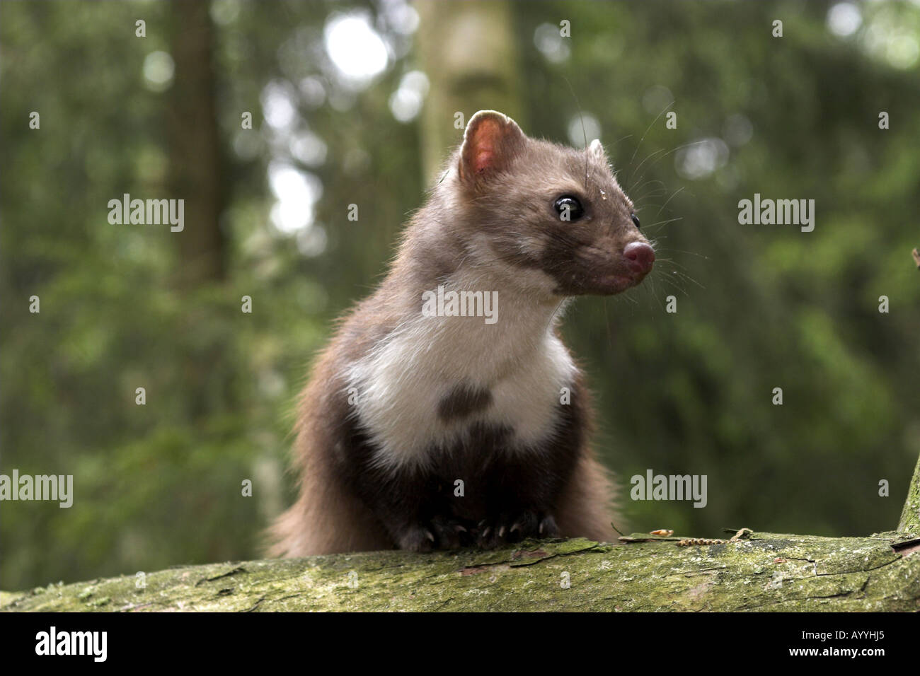 Marten head hi-res stock photography and images - Alamy