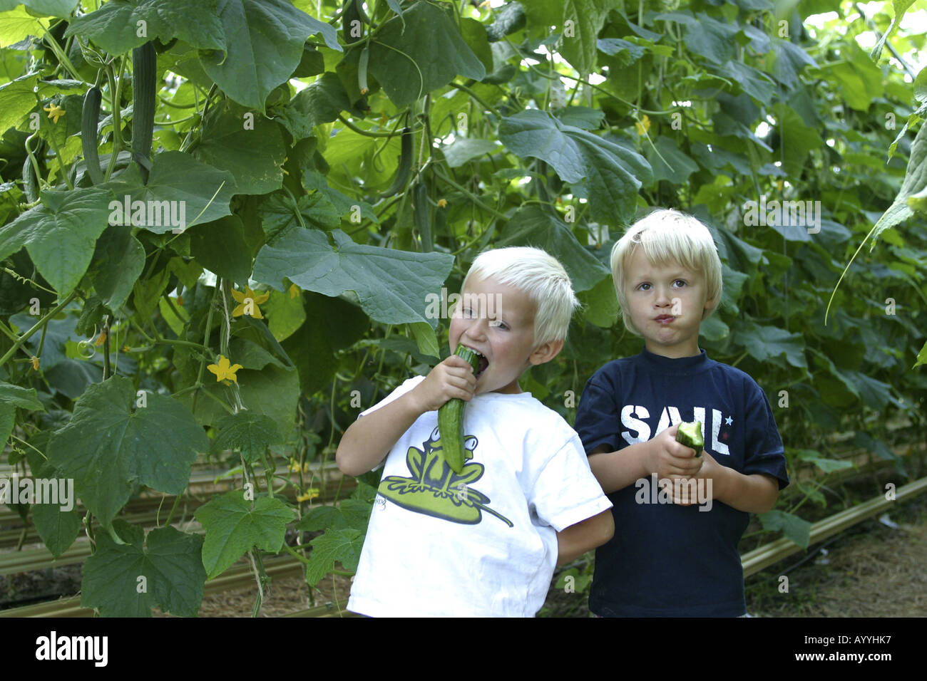bio farm; children eating cucumbers in a greenhouse Stock Photo - Alamy