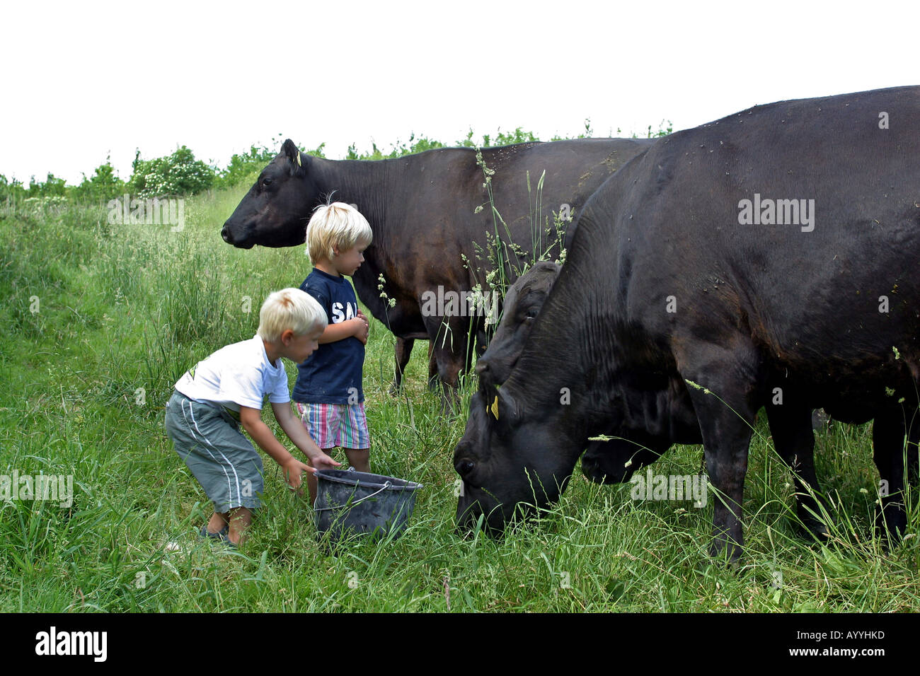 kids feeding cows Stock Photo - Alamy
