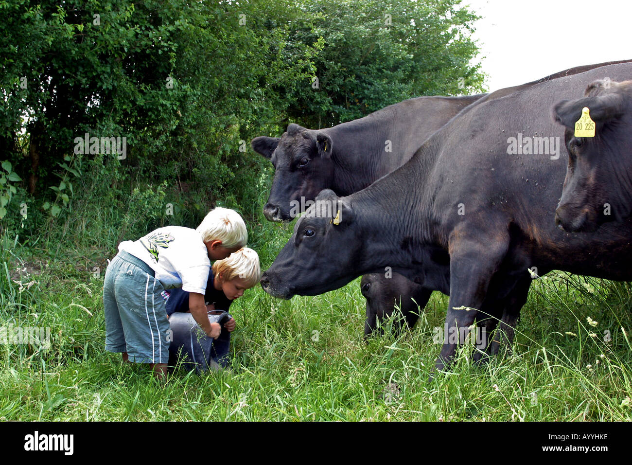 Children feed cows livestock hi-res stock photography and images - Alamy