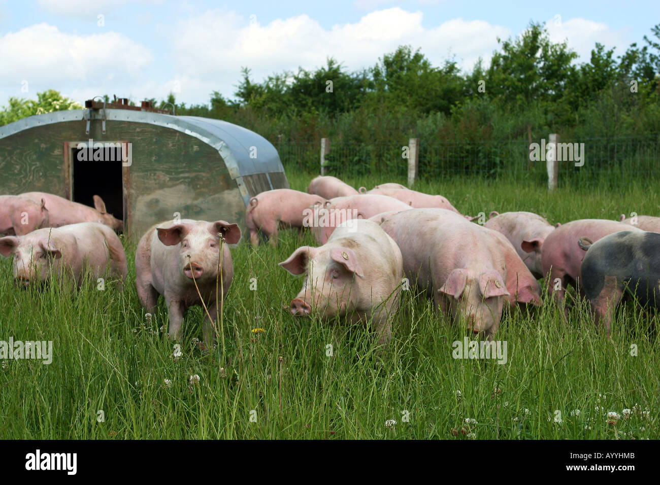 domestic pig (Sus scrofa f. domestica), free range, happy pigs Stock ...