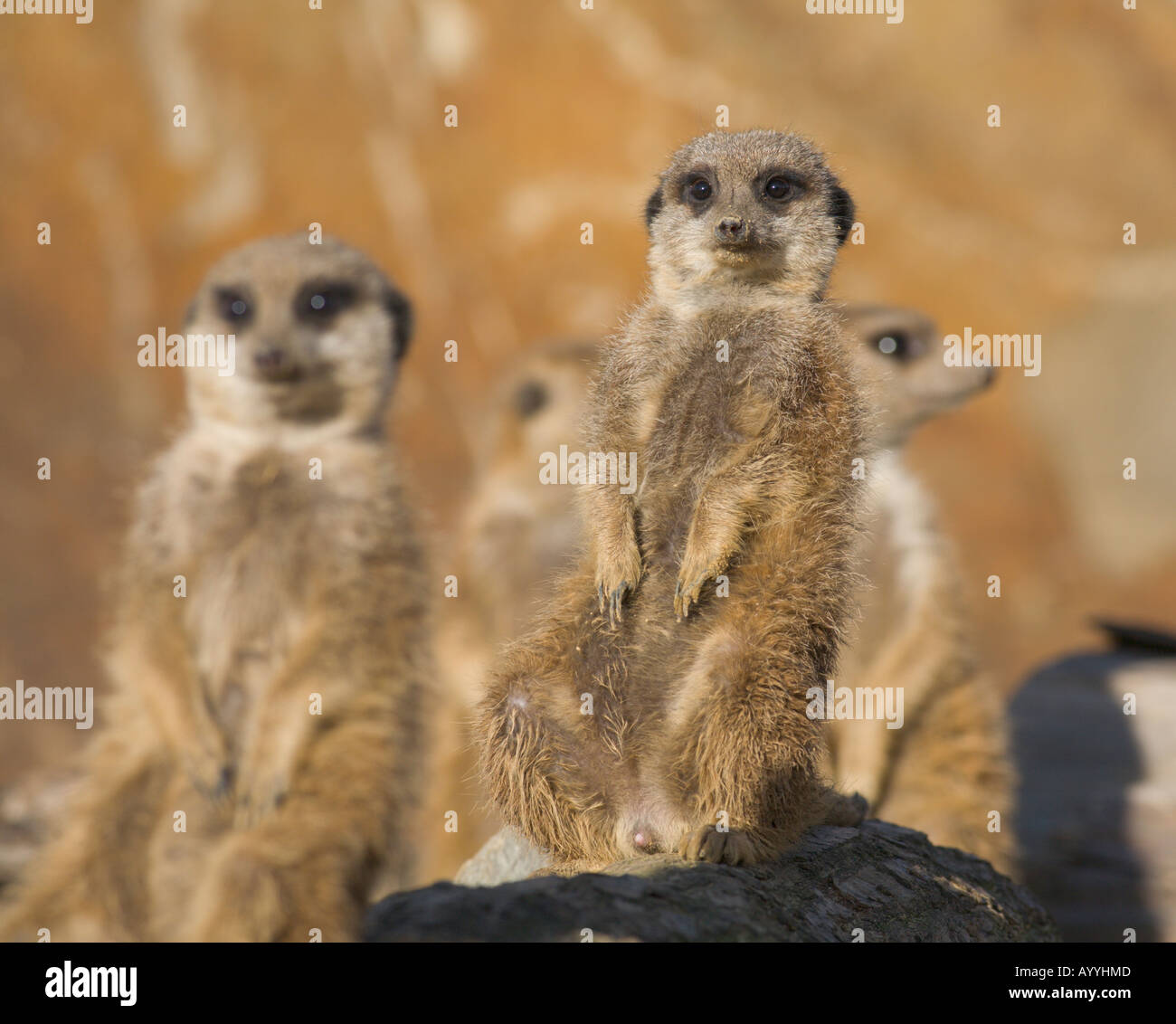 Keeping look out hi-res stock photography and images - Alamy