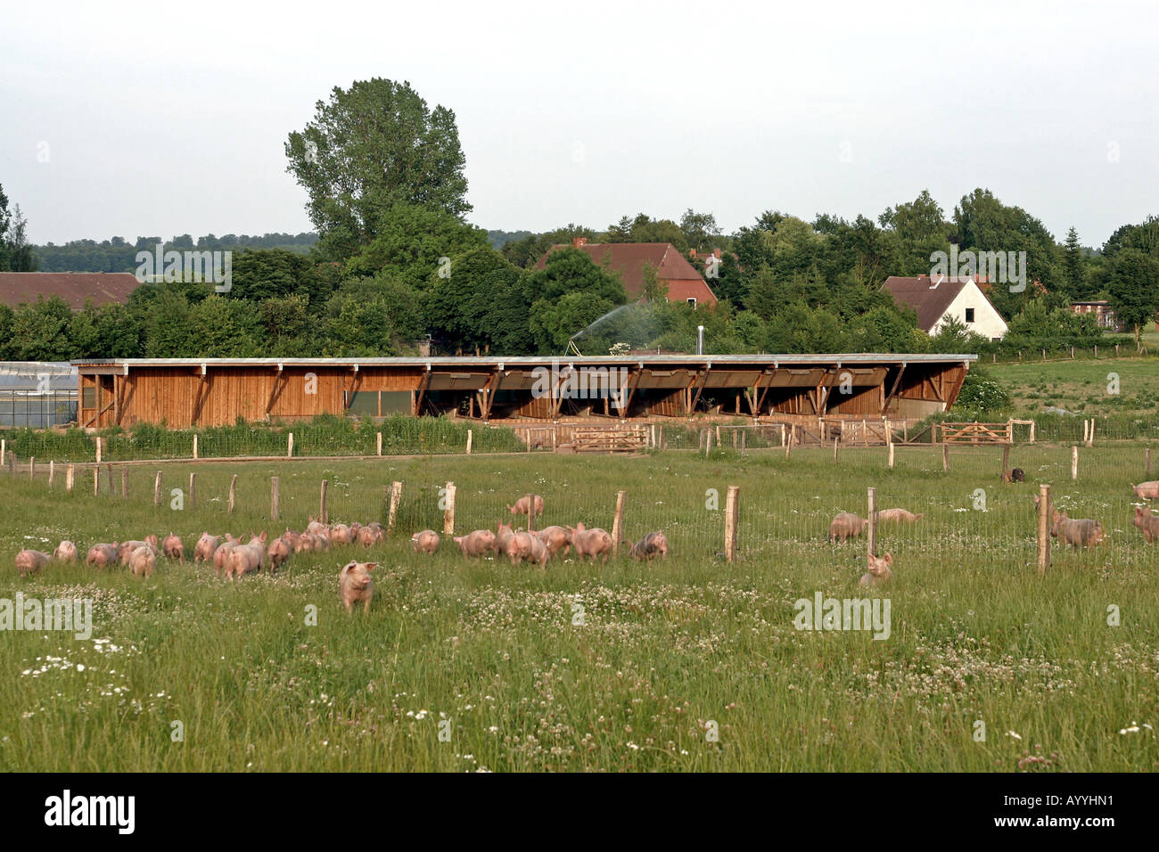 domestic pig (Sus scrofa f. domestica), free range, happy pigs Stock ...