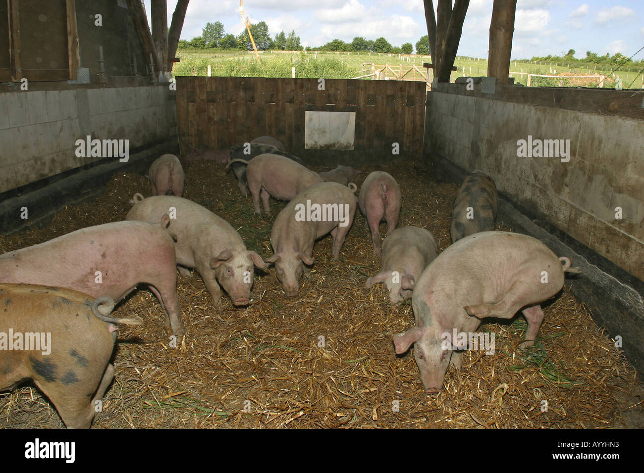 domestic pig (Sus scrofa f. domestica), happy pig, they can leave the ...