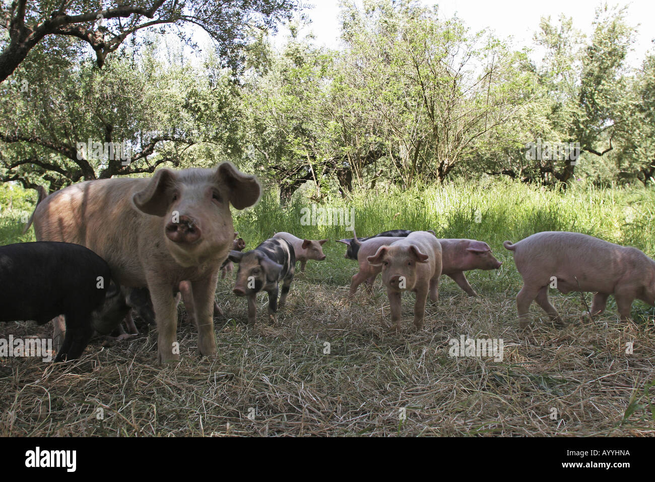 Pig olive hi-res stock photography and images - Alamy