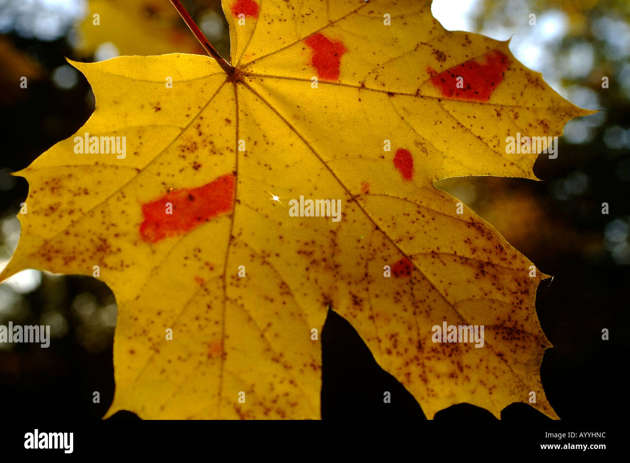 235120 hi-res stock photography and images - Alamy