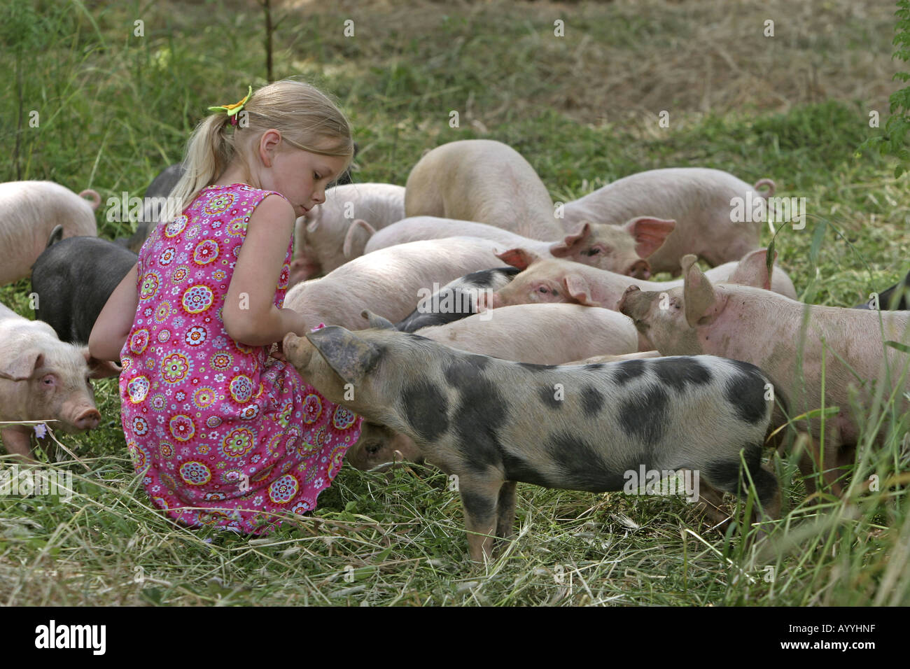 Girl watching pigs hi-res stock photography and images - Alamy