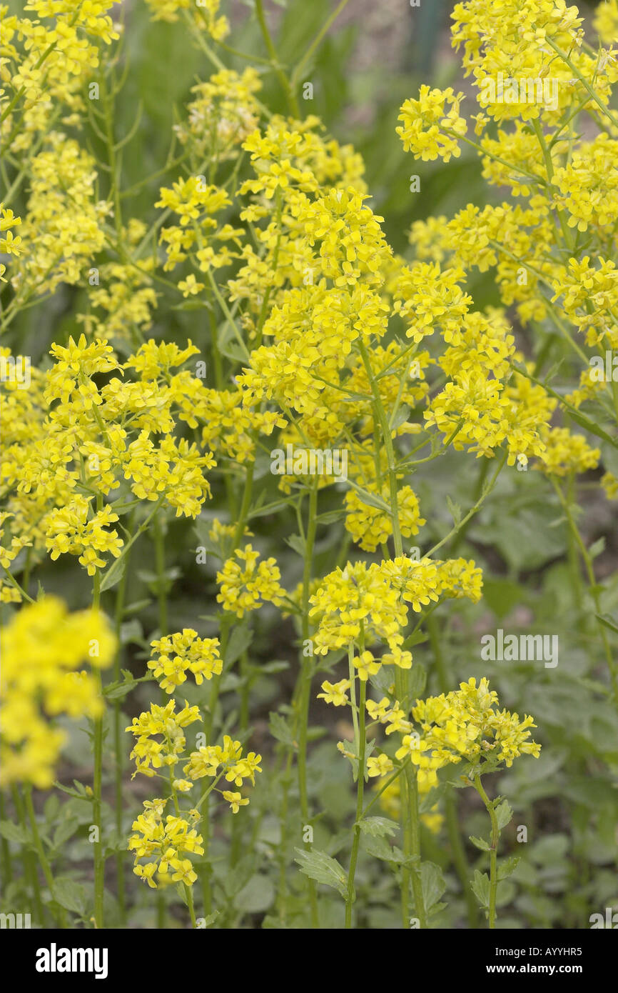 winter-cress, common wintercress, garden yellow rocket (Barbarea ...