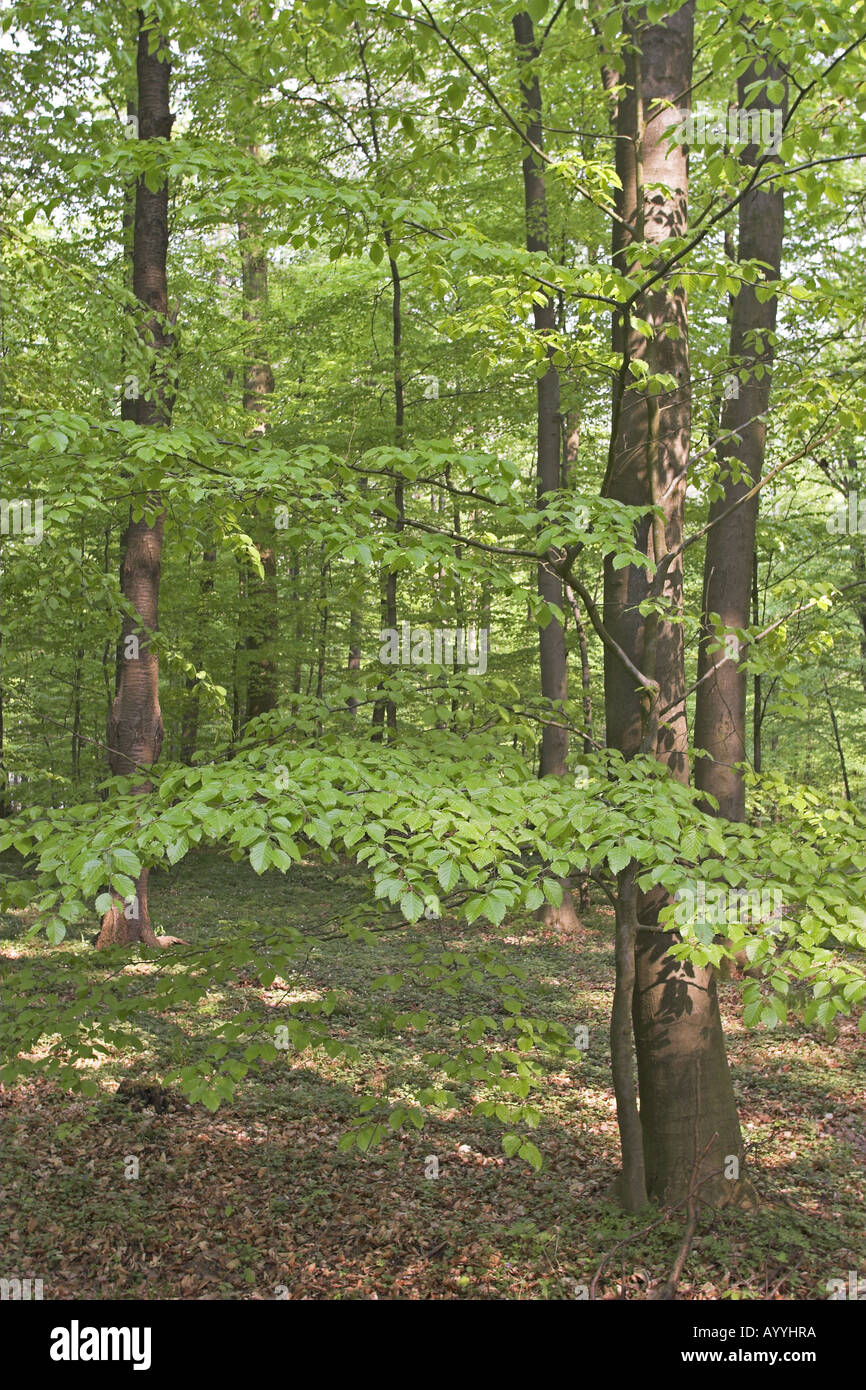 common beech (Fagus sylvatica), young foliage in spring Stock Photo - Alamy