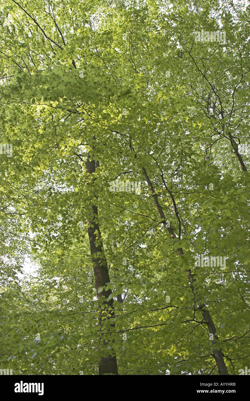 common beech (Fagus sylvatica), young foliage in spring Stock Photo - Alamy