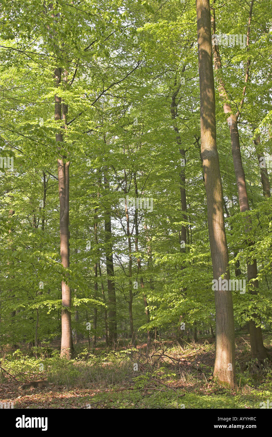 common beech (Fagus sylvatica), young foliage in spring Stock Photo - Alamy