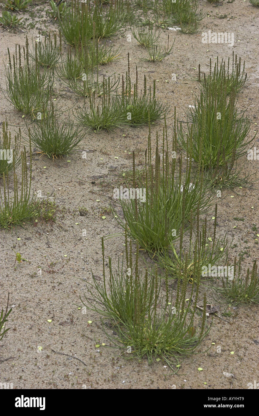 sea arrowgrass, common bog arrow-grass (Triglochin maritimum Stock ...