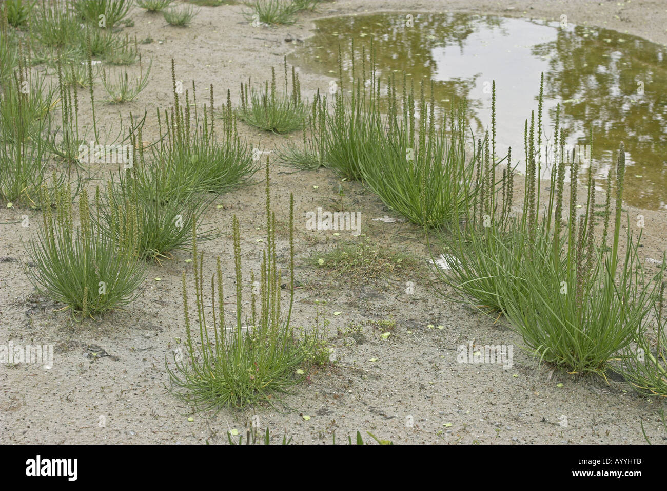 sea arrowgrass, common bog arrow-grass (Triglochin maritimum Stock ...
