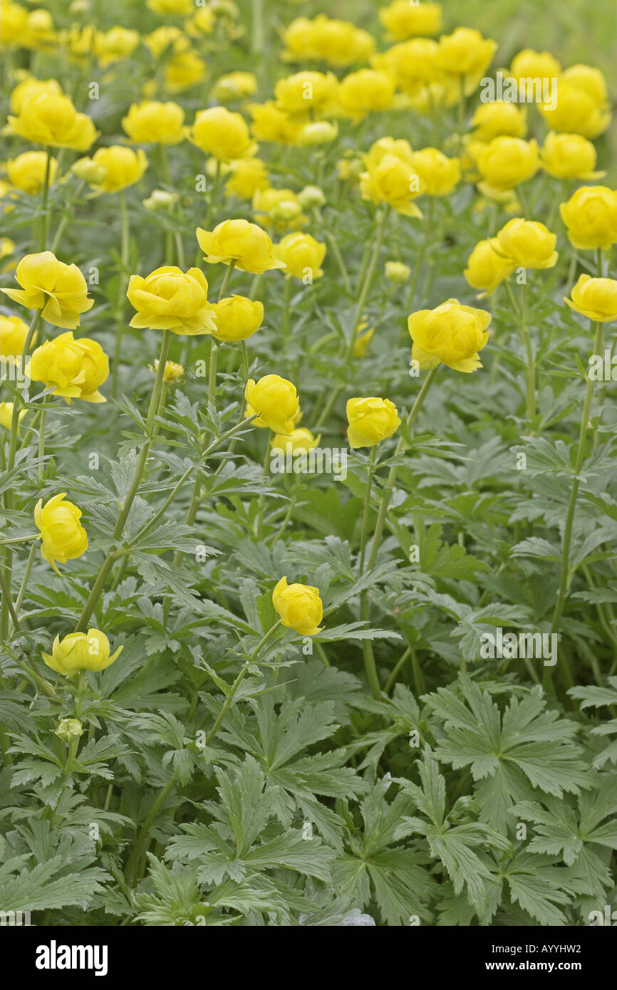 Yellow trollius europaeus hi-res stock photography and images - Alamy