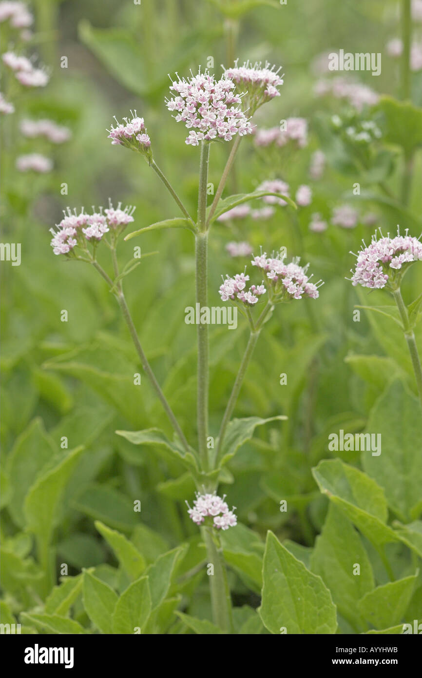 Family valerian plants valerianaceae hi-res stock photography and ...