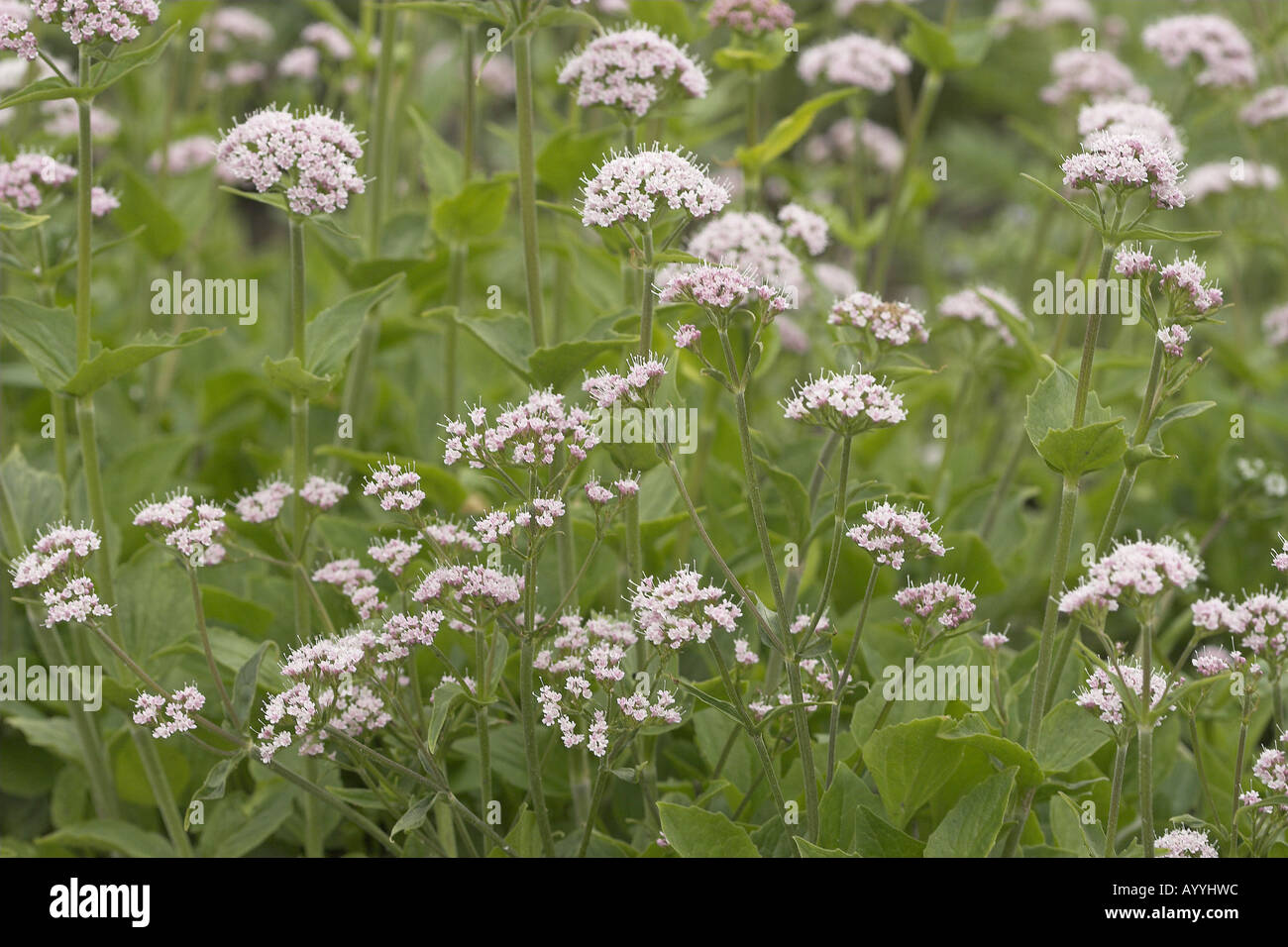 Family valerian plants valerianaceae hi-res stock photography and ...