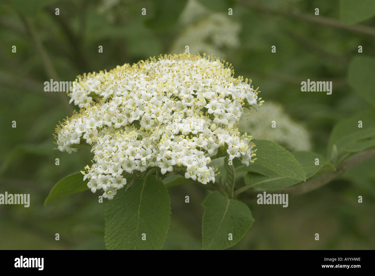 wayfaring-tree (Viburnum lantana), inflorescence Stock Photo - Alamy