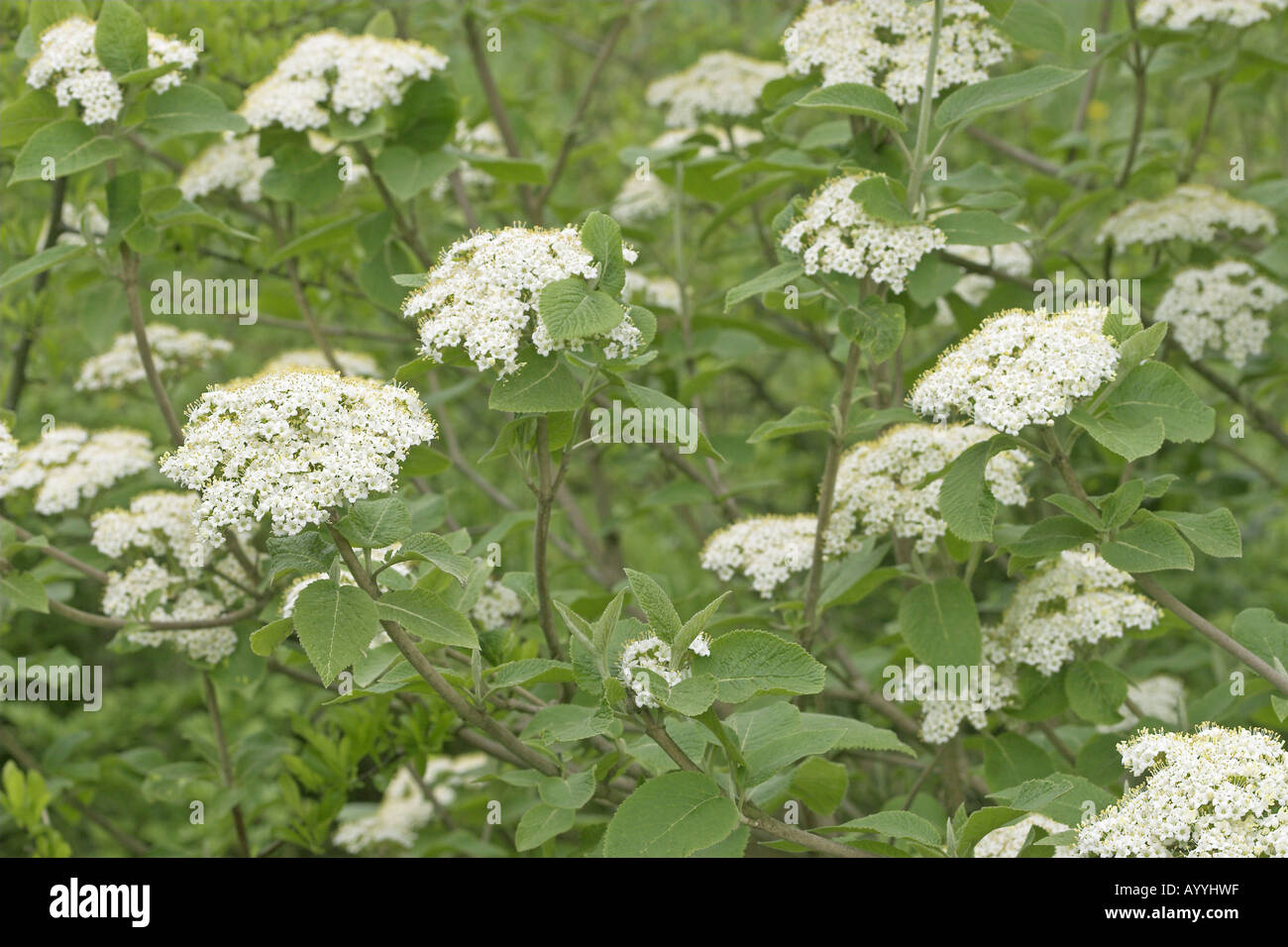 wayfaring-tree (Viburnum lantana), blooming Stock Photo - Alamy