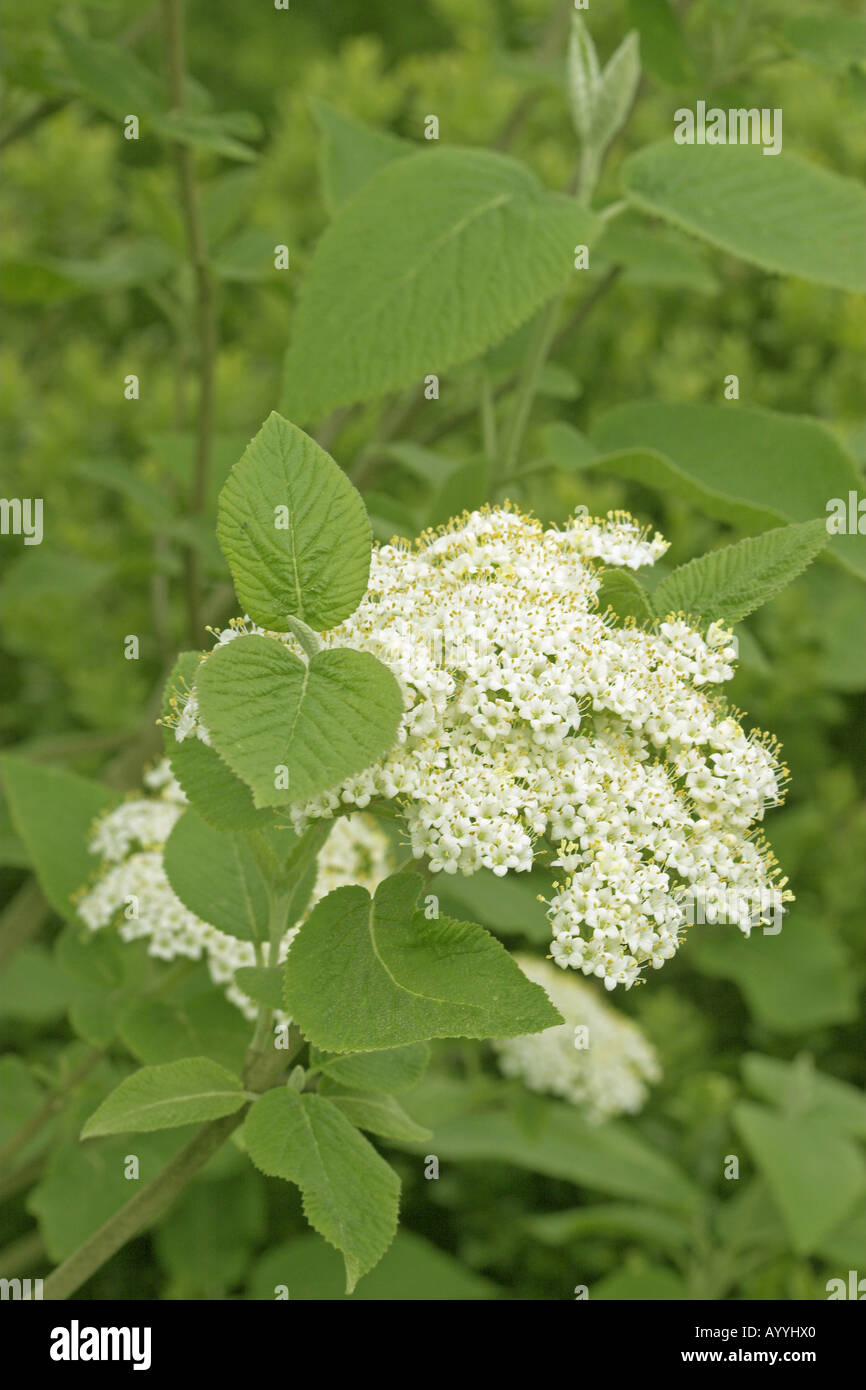 wayfaring-tree (Viburnum lantana), inflorescence Stock Photo - Alamy