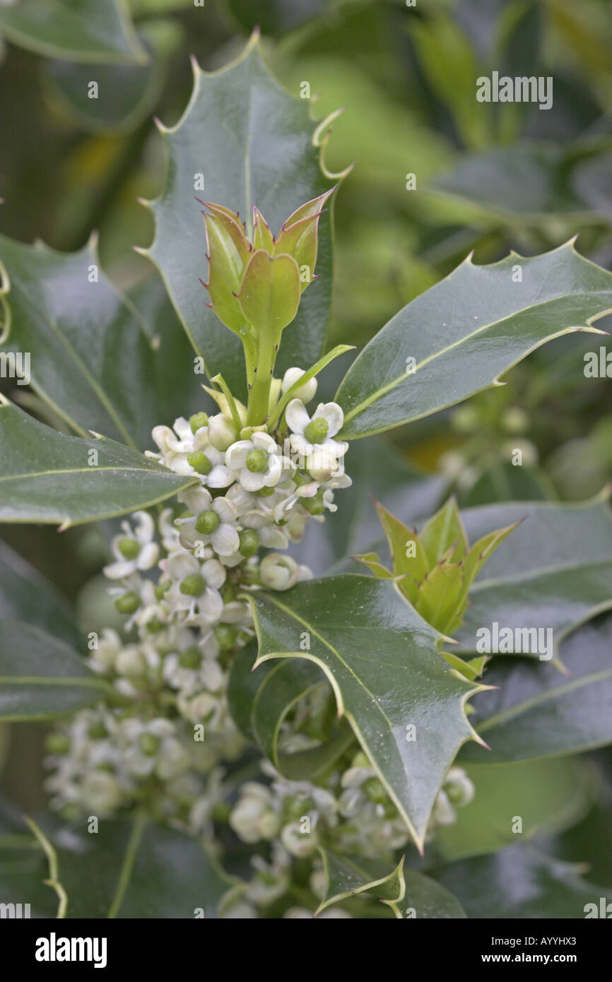 common holly, English holly (Ilex aquifolium), blooming Stock Photo - Alamy