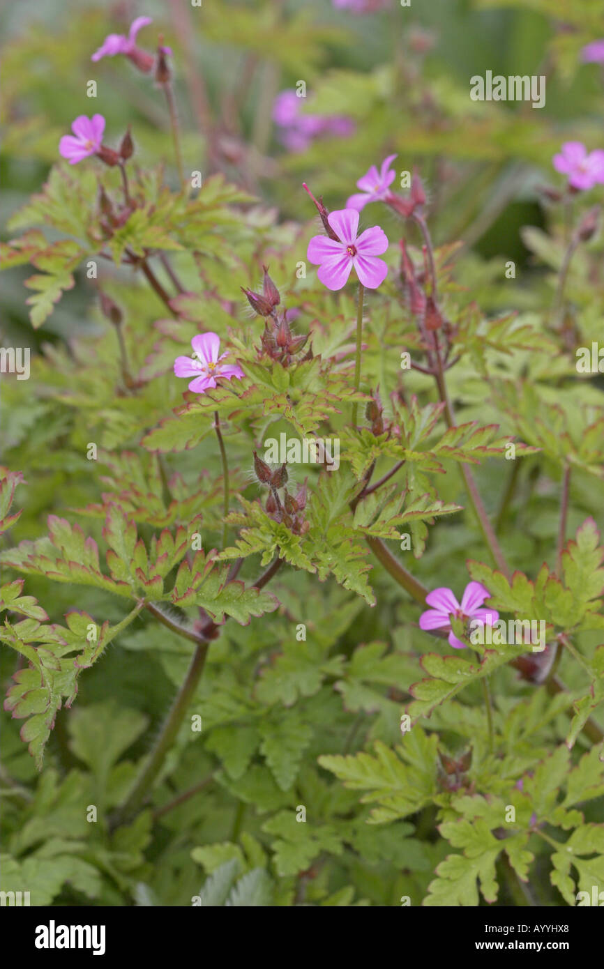 herb robert (Geranium robertianum), blooming Stock Photo - Alamy