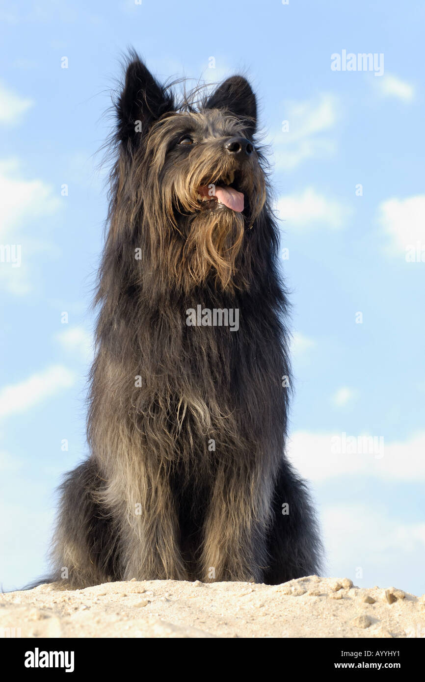 German sheeppoodle hi-res stock photography and images - Alamy