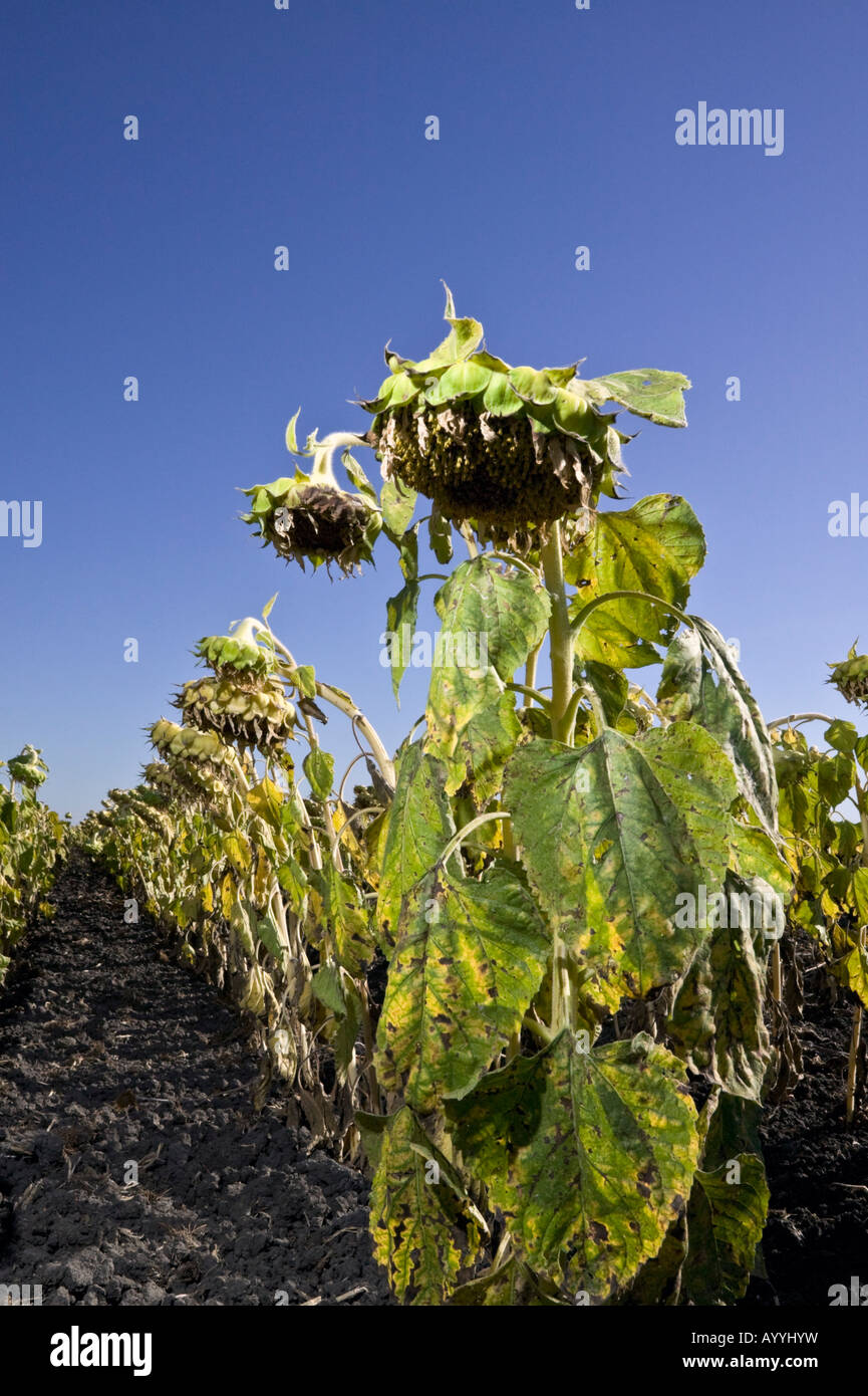 Dying crops hi-res stock photography and images - Alamy
