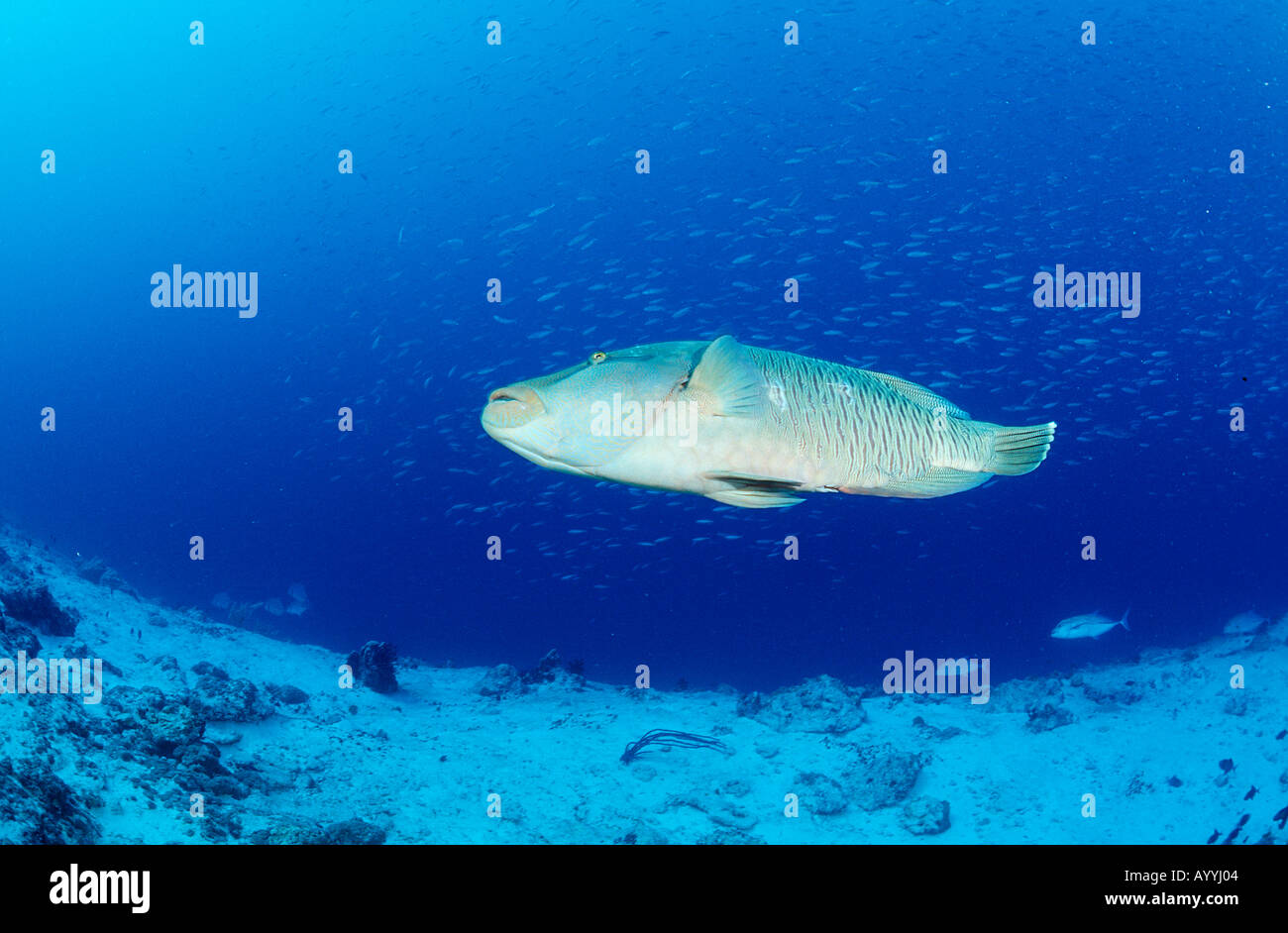 Humpback wrasse Cheilinus undulatus Maldives Islands Indian ocean Ari Atol Atoll Stock Photo - Alamy