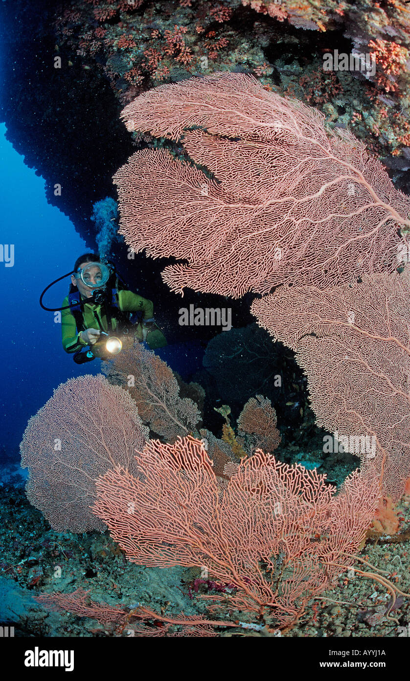 Scuba diver and Coral reef Maldives Islands Indian ocean Ari Atol Atoll ...