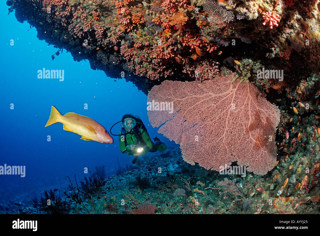 Scuba diver and Coral reef Maldives Islands Indian ocean Ari Atol Atoll ...