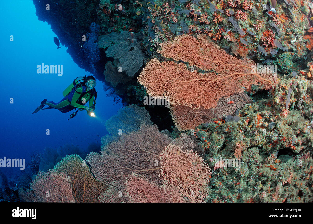 Scuba diver and Coral reef Maldives Islands Indian ocean Ari Atol Atoll ...