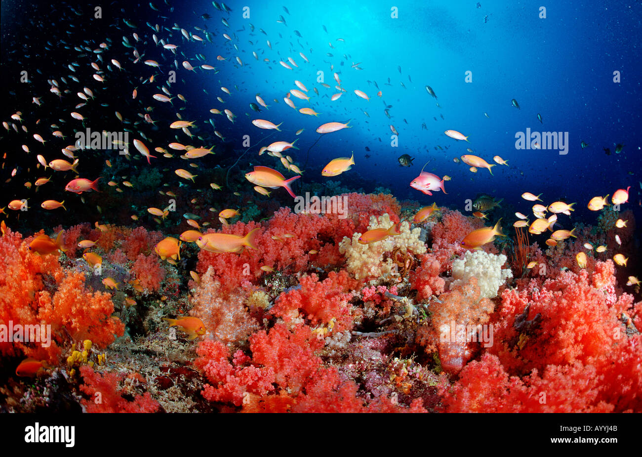 Anthias and coral reef Maldives Islands Indian ocean Ari Atol Atoll ...