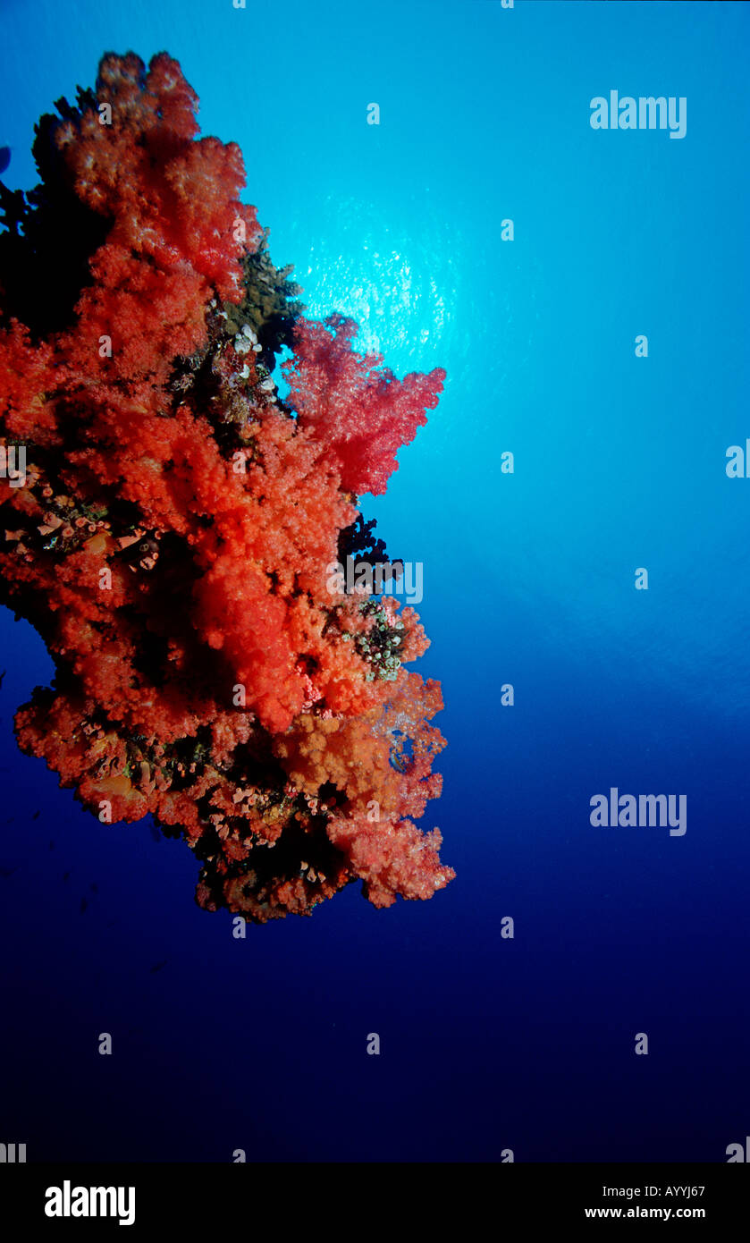 coral reef Maldives Islands Indian ocean Ari Atol Atoll Stock Photo - Alamy