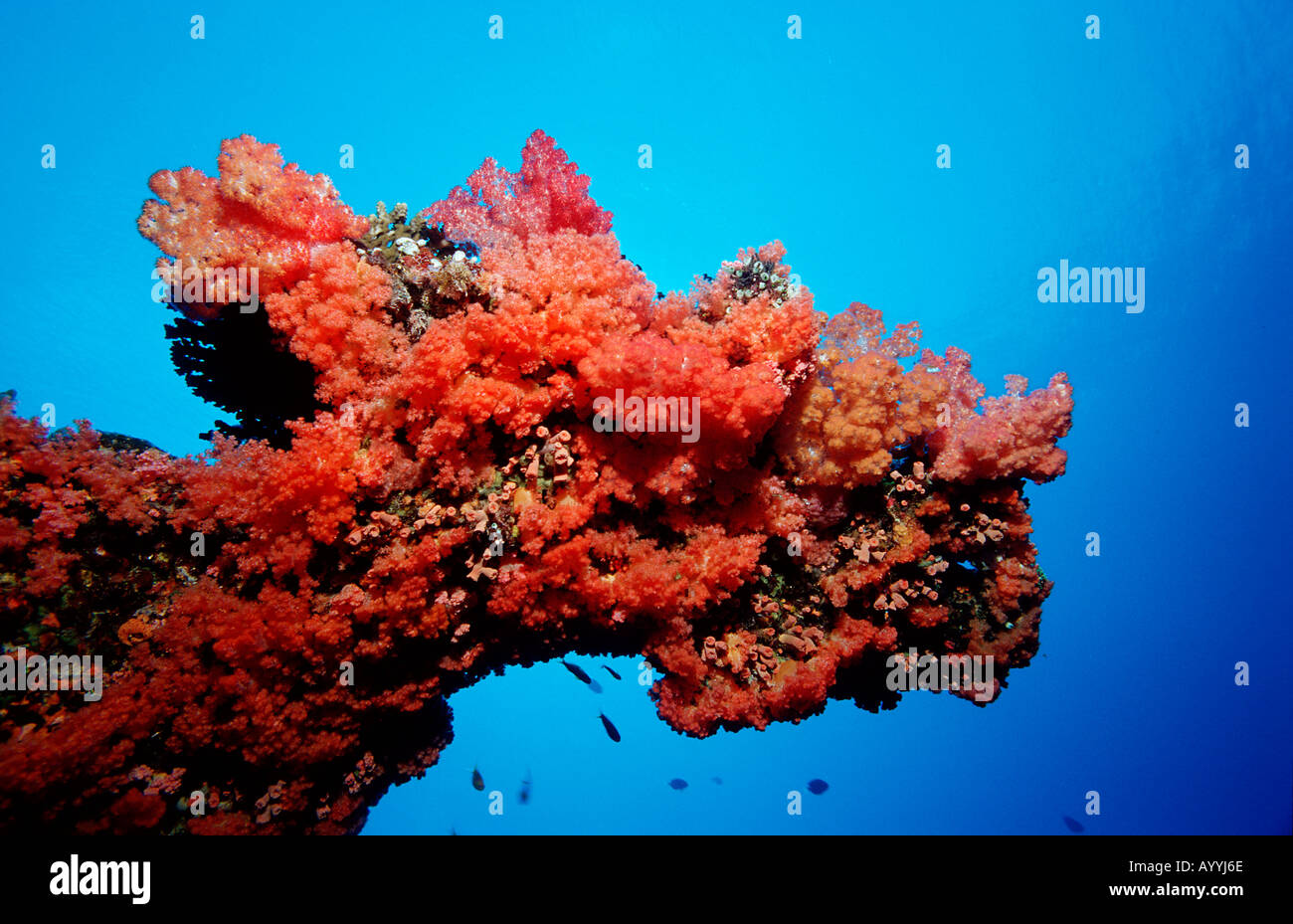 coral reef Maldives Islands Indian ocean Ari Atol Atoll Stock Photo - Alamy