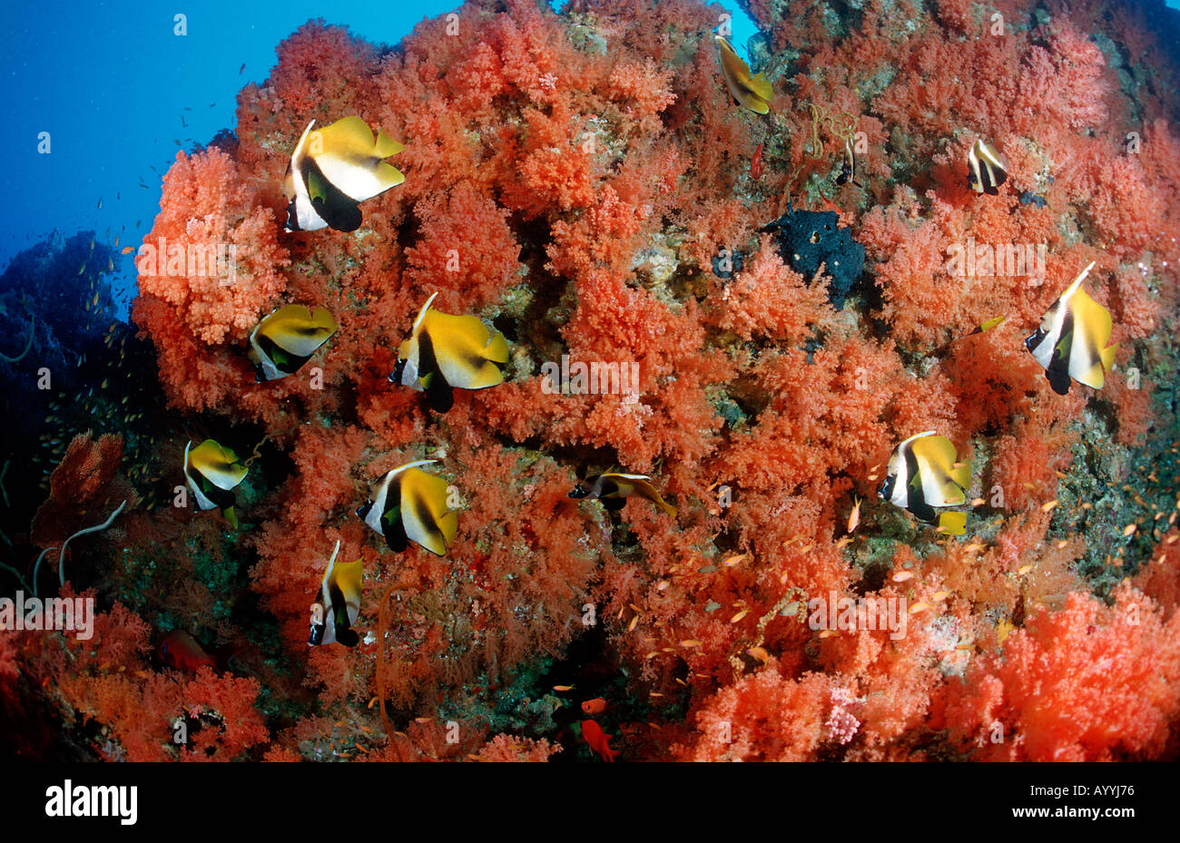 Masked bannerfish Heniochus monoceros Maldives Islands Indian ocean Ari ...