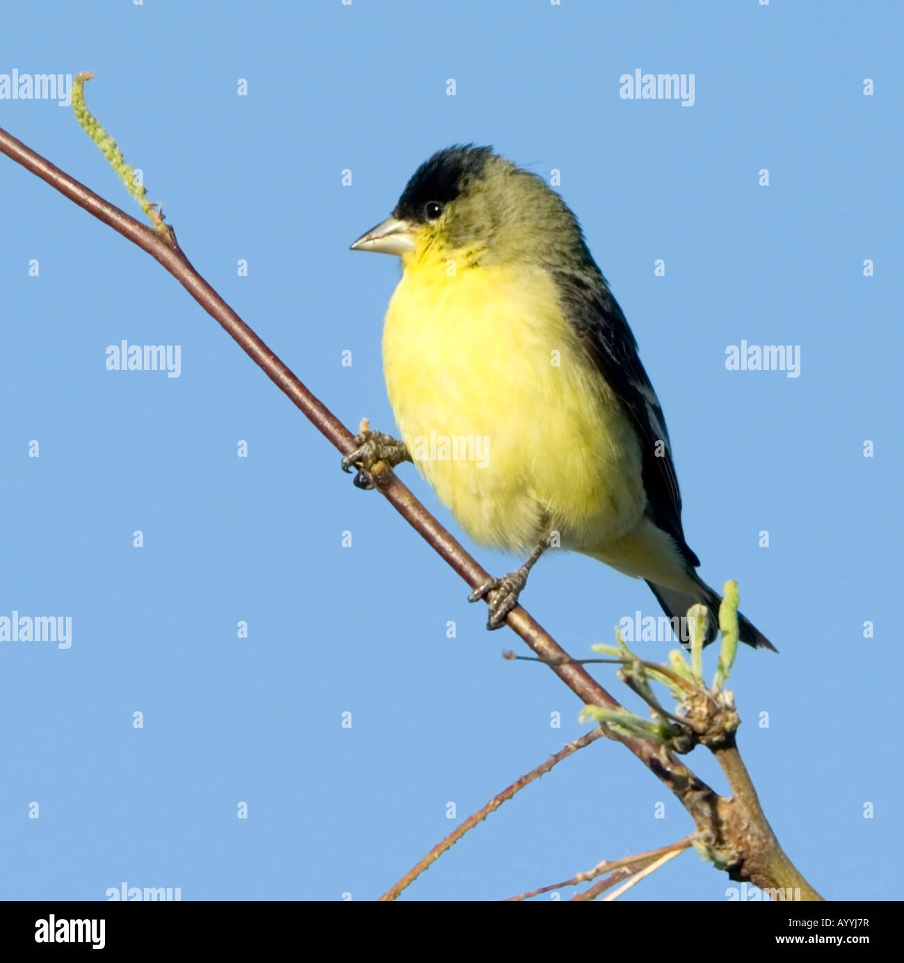 Lesser Goldfinch Carduelis psaltria Arizona USA Stock Photo - Alamy