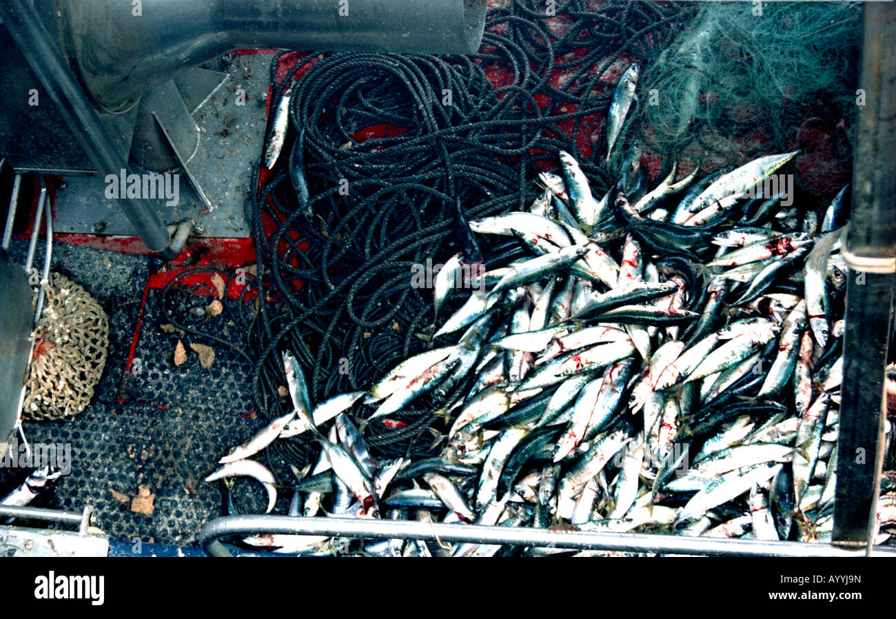 Fish net trawler catch hi-res stock photography and images - Alamy