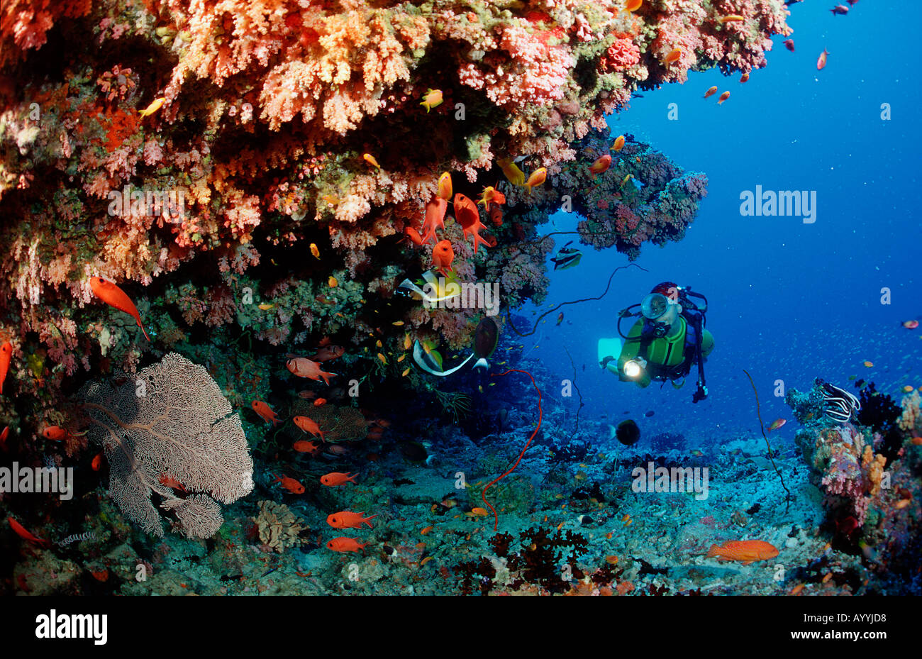 Scuba diver and Coral reef Maldives Islands Indian ocean Ari Atol Atoll ...