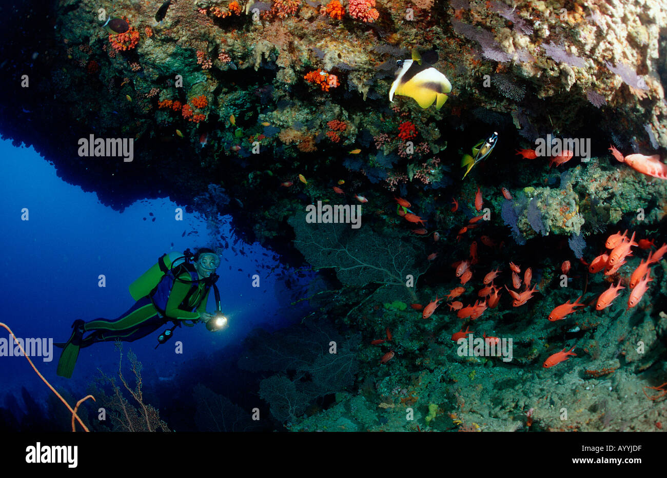 Scuba diver and Coral reef Maldives Islands Indian ocean Ari Atol Atoll ...