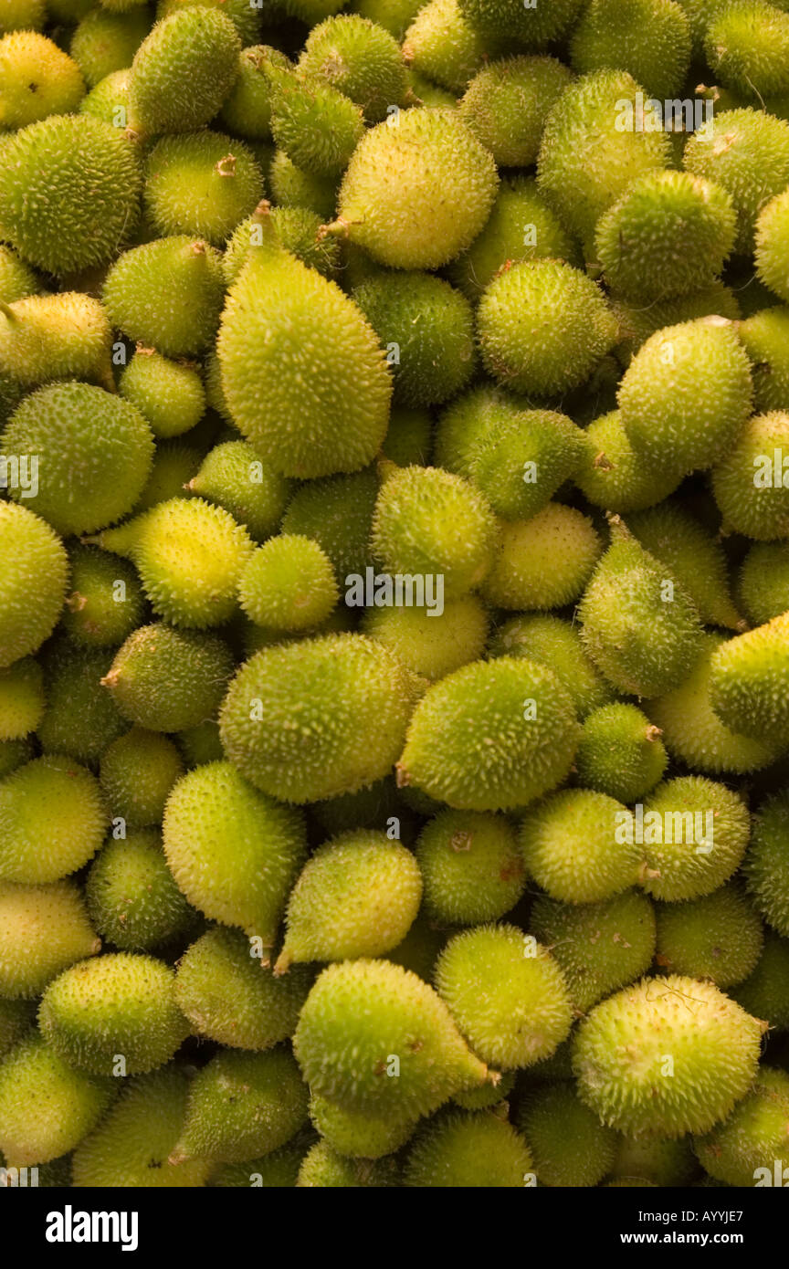 Lush green delhi hi-res stock photography and images - Alamy