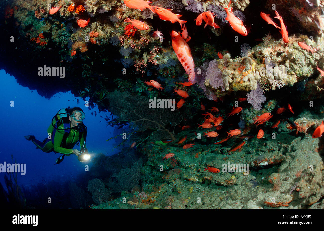 Scuba diver and Coral reef Maldives Islands Indian ocean Ari Atol Atoll ...