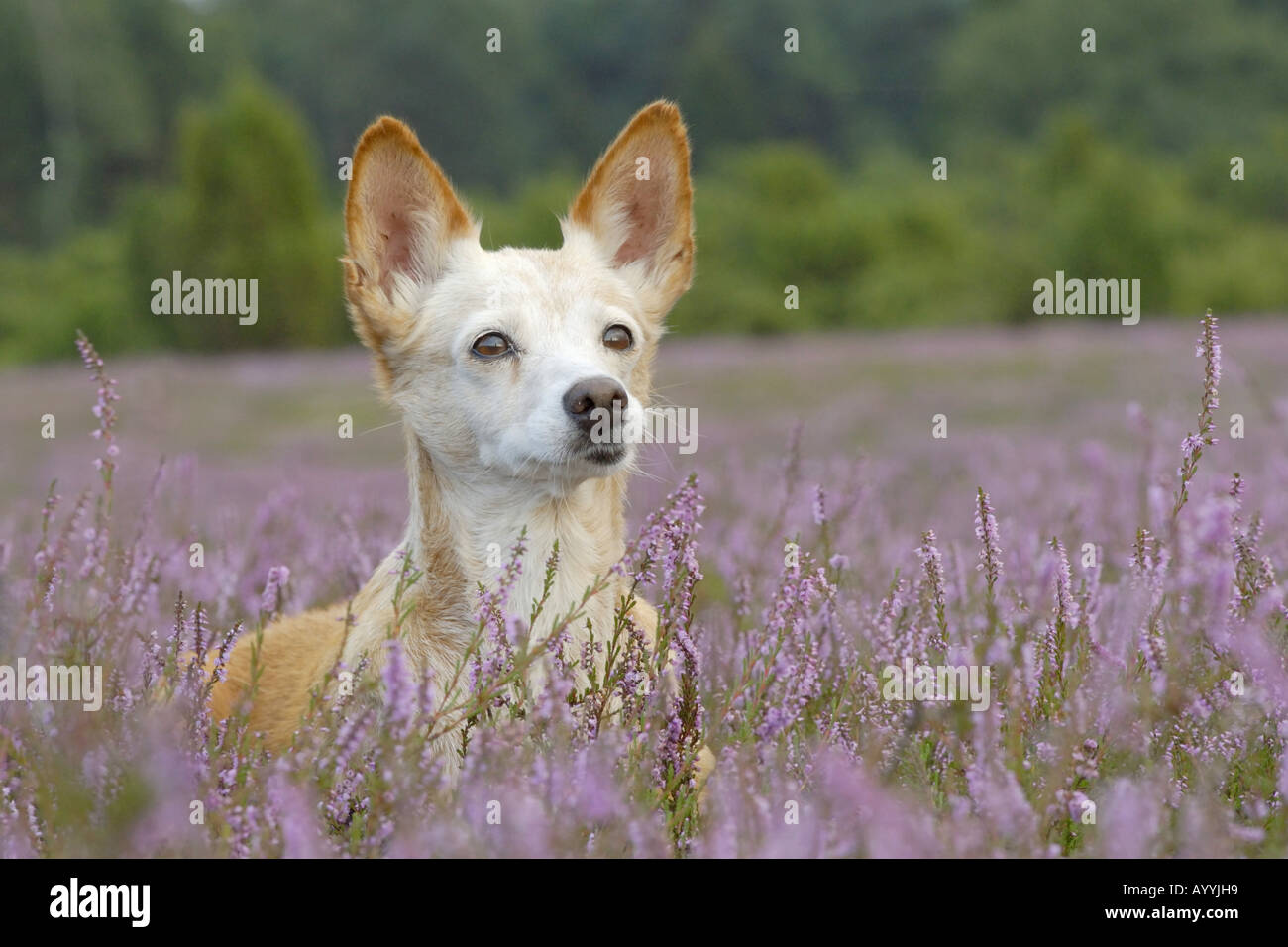 Portuguese Warren Hound (Canis lupus f. familiaris), lying in blooming ...